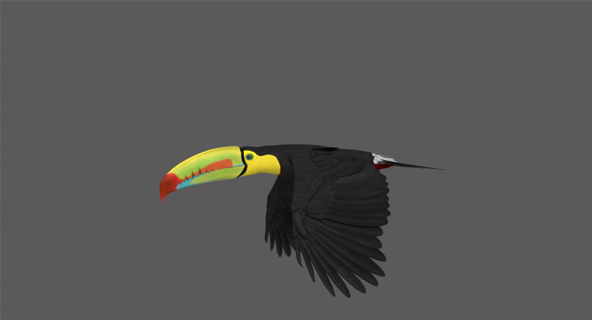 Keel-billed Toucan Animation 3D Model - TurboSquid 1309171