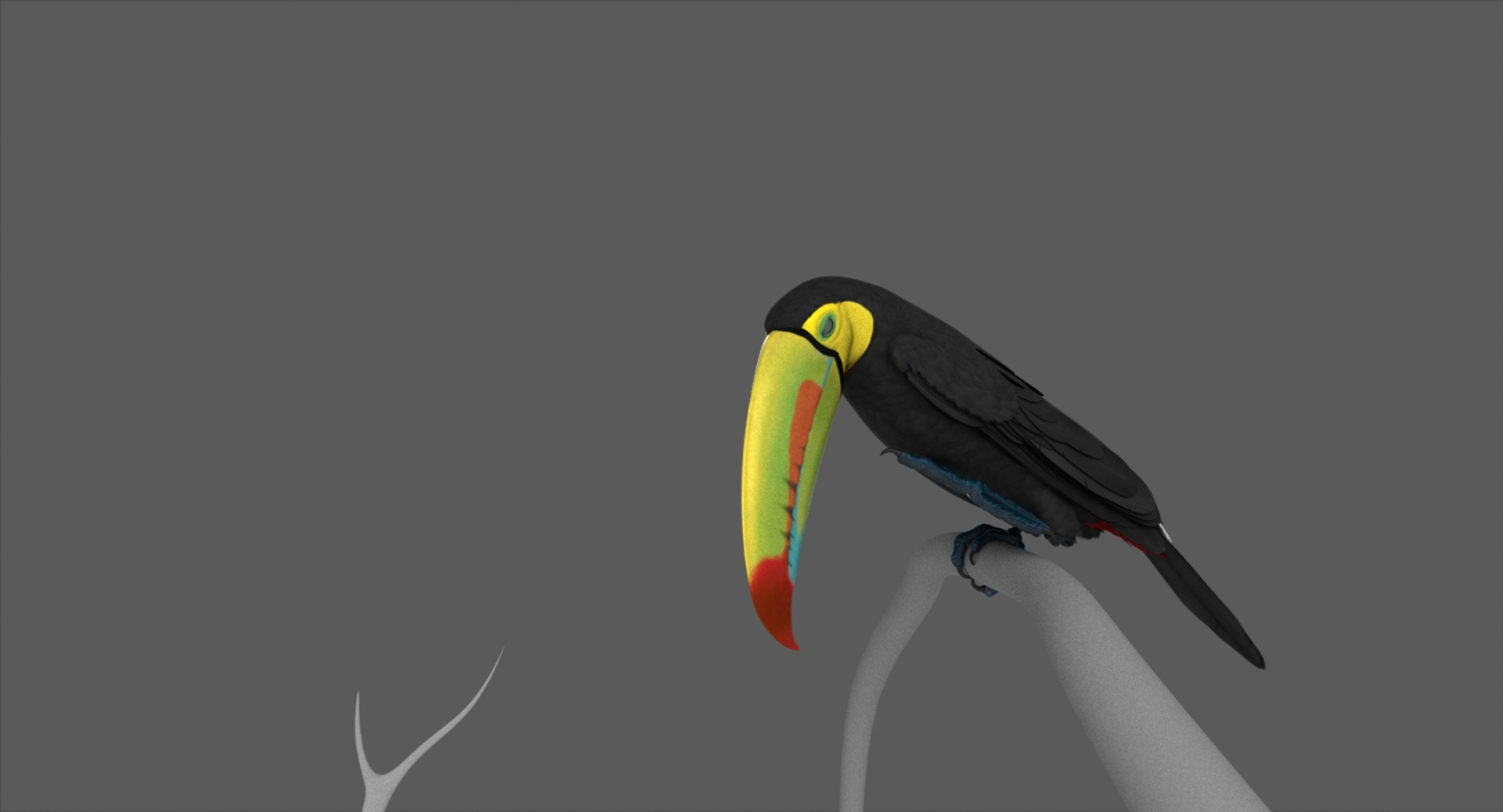 Keel-billed Toucan Animation 3D Model - TurboSquid 1309171
