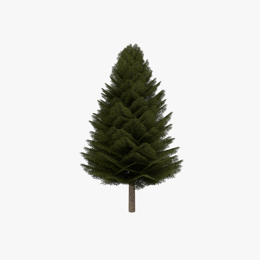 3d Model Fir Evergreen Tree