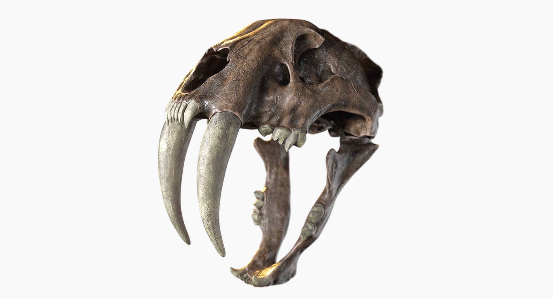 Saber-toothed Cat Model - TurboSquid 1377914