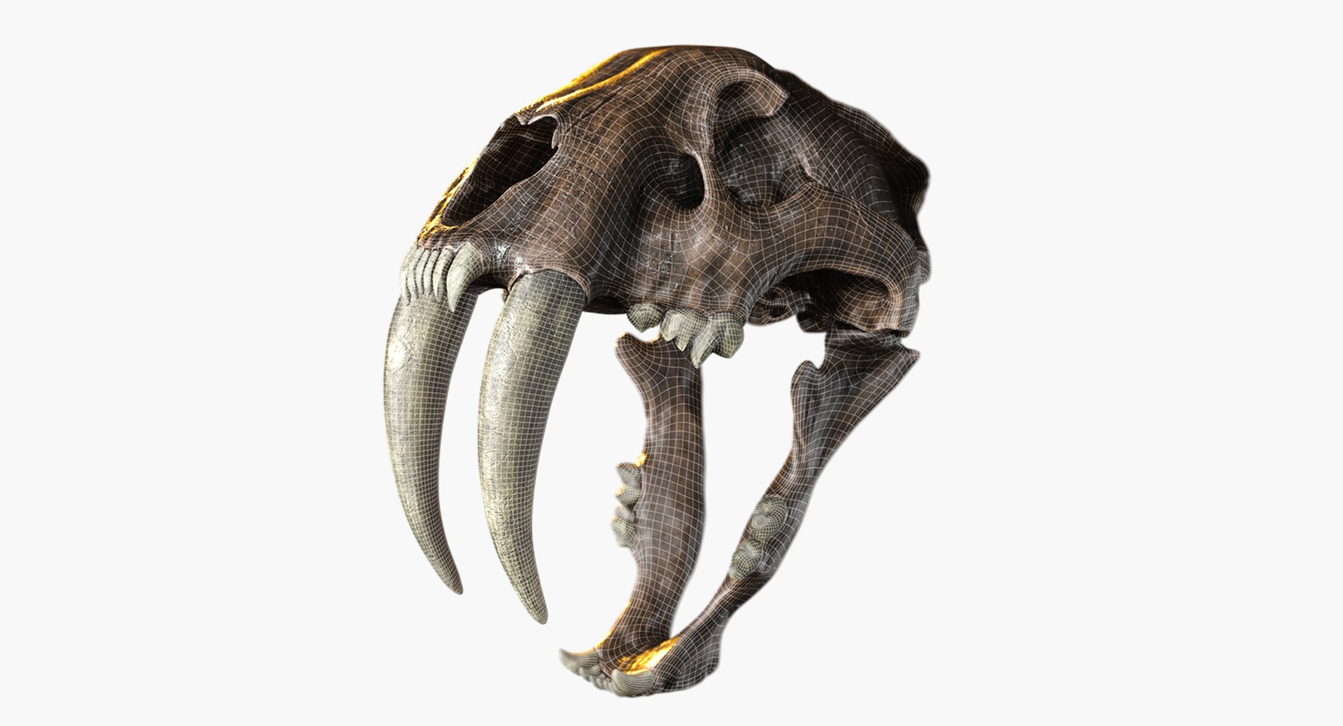 Saber-toothed Cat Model - TurboSquid 1377914