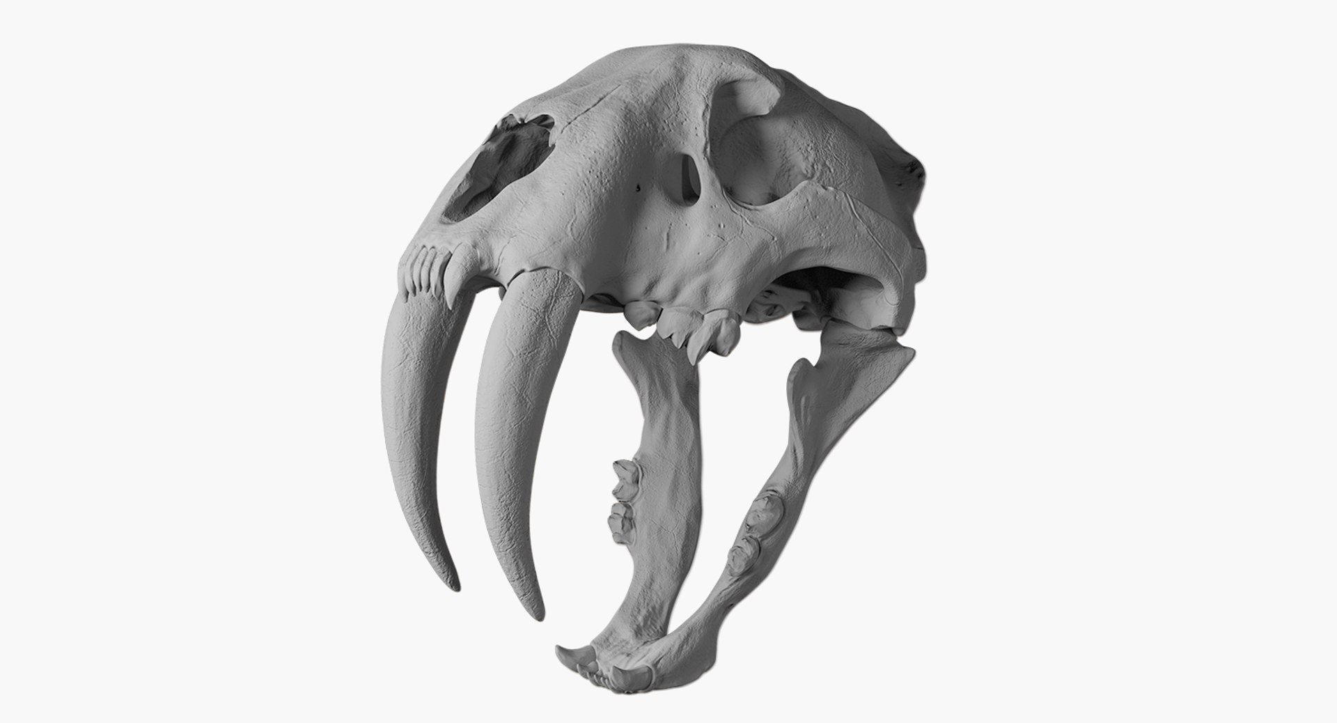 Saber-toothed Cat Model - TurboSquid 1377914