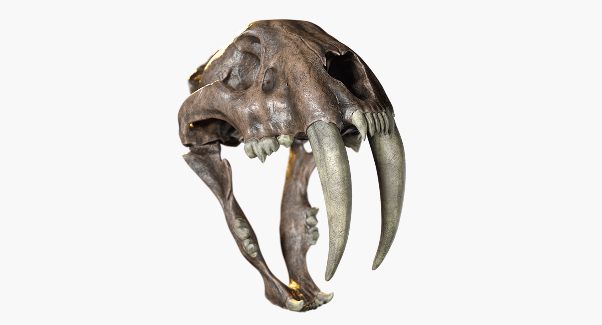 Saber-toothed Cat Model - TurboSquid 1377914