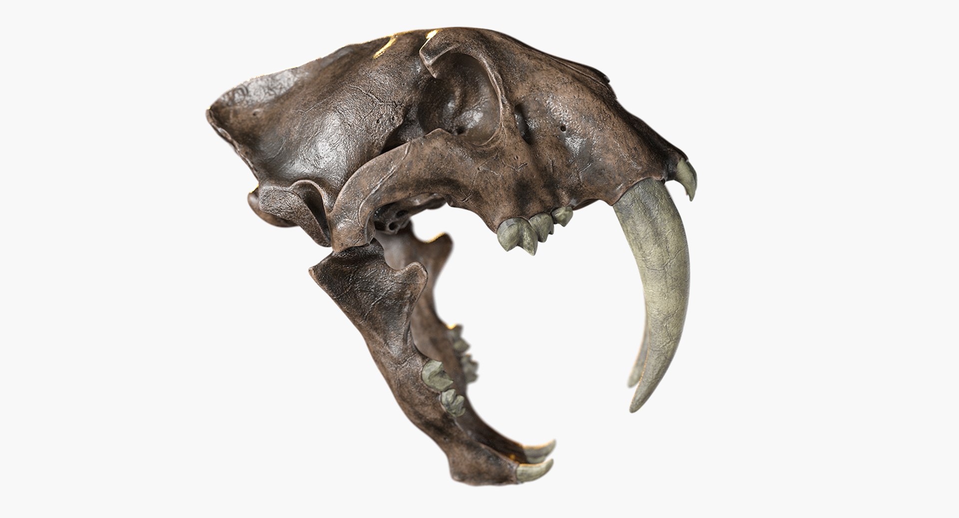 Saber-toothed Cat Model - TurboSquid 1377914