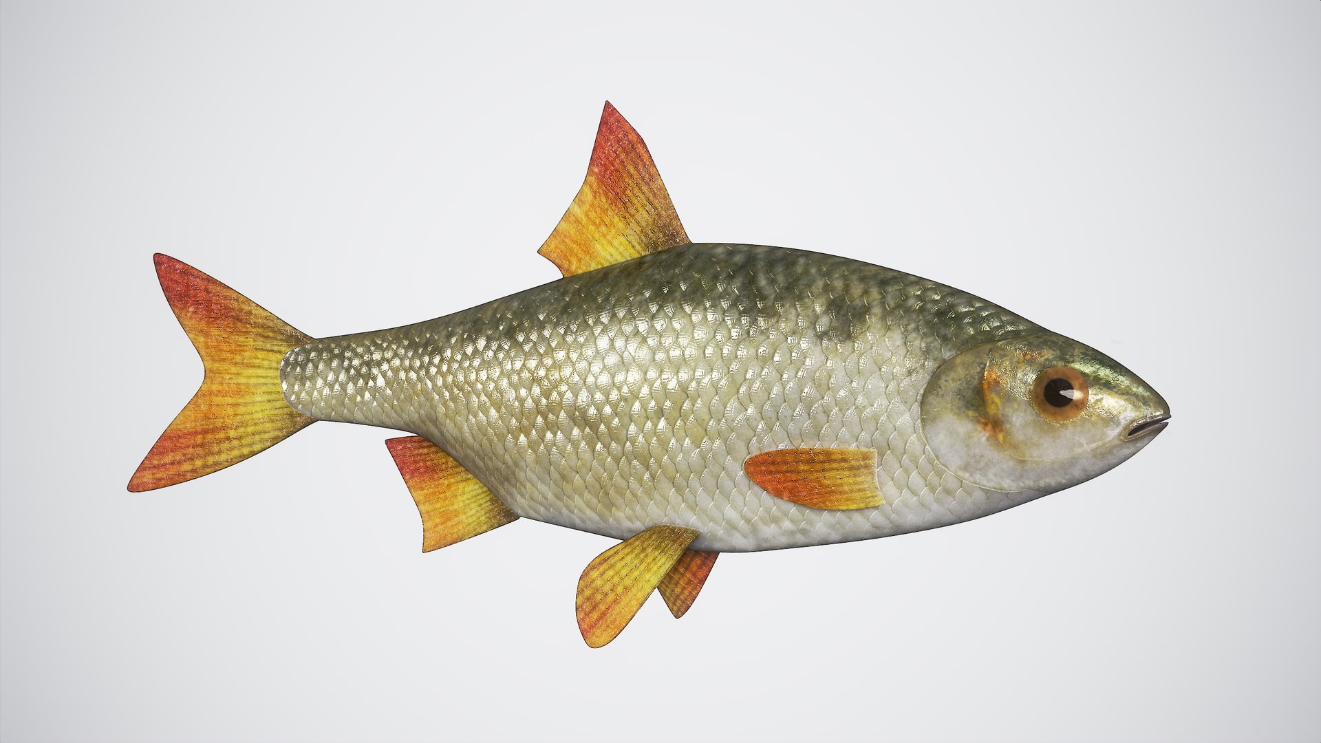 3D Model Fish Rudd PBR - TurboSquid 2088327