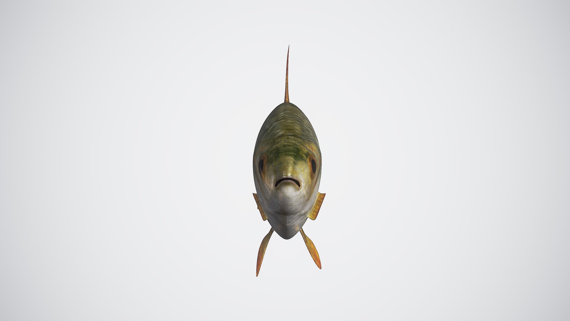 3D Model Fish Rudd PBR - TurboSquid 2088327