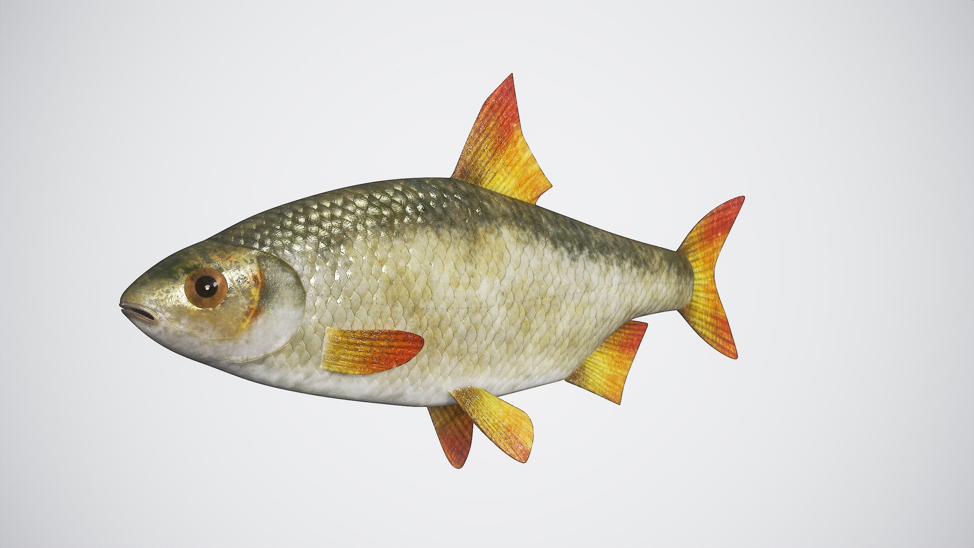 3D model Fish Rudd PBR - TurboSquid 2088327