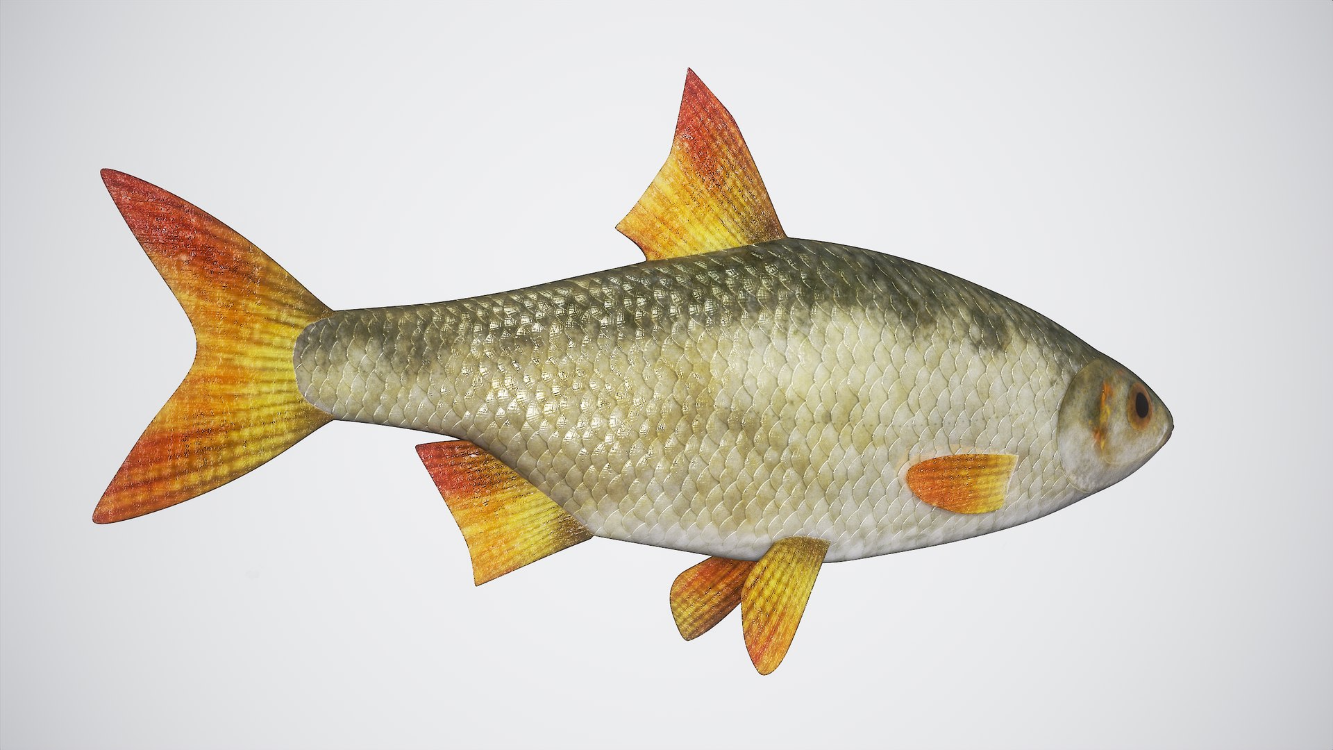 3D Model Fish Rudd PBR - TurboSquid 2088327