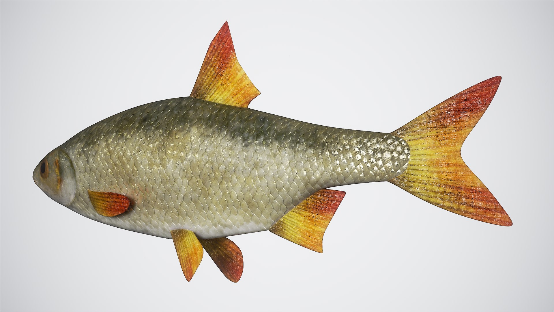 3D Model Fish Rudd PBR - TurboSquid 2088327