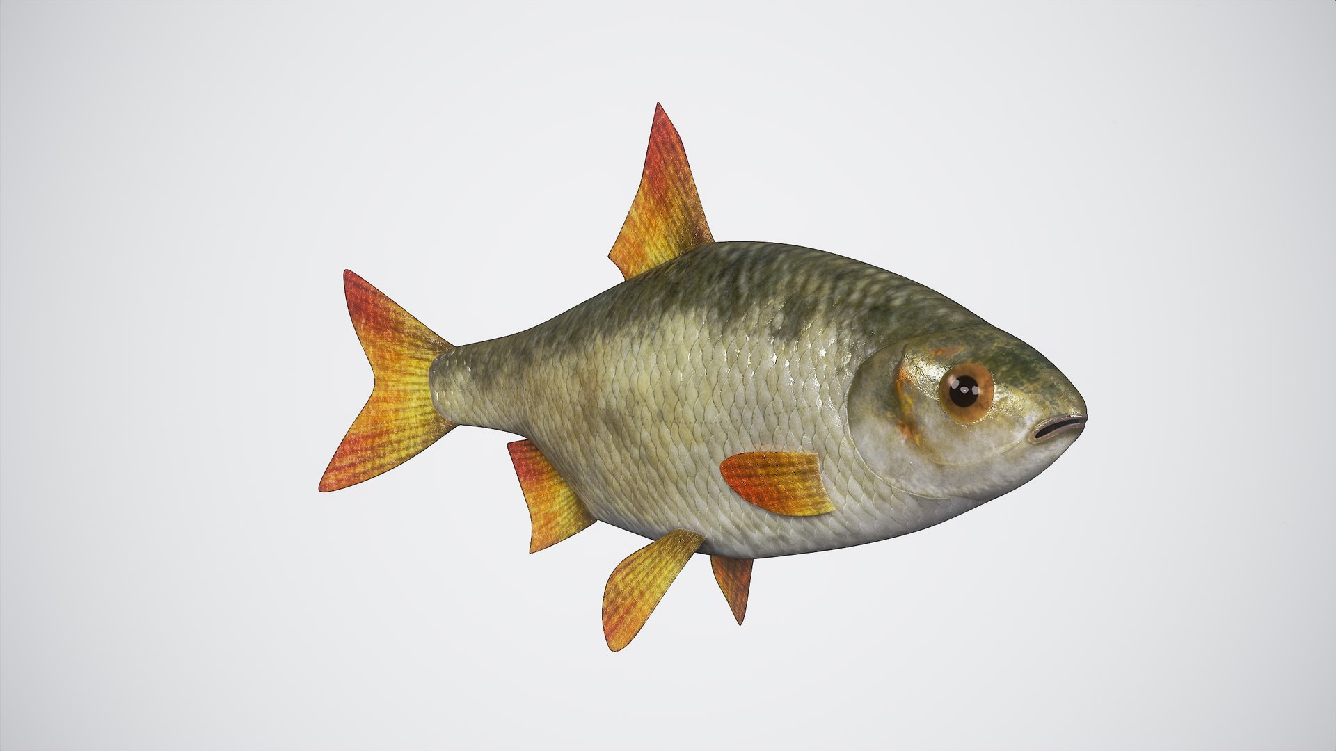 3D Model Fish Rudd PBR - TurboSquid 2088327