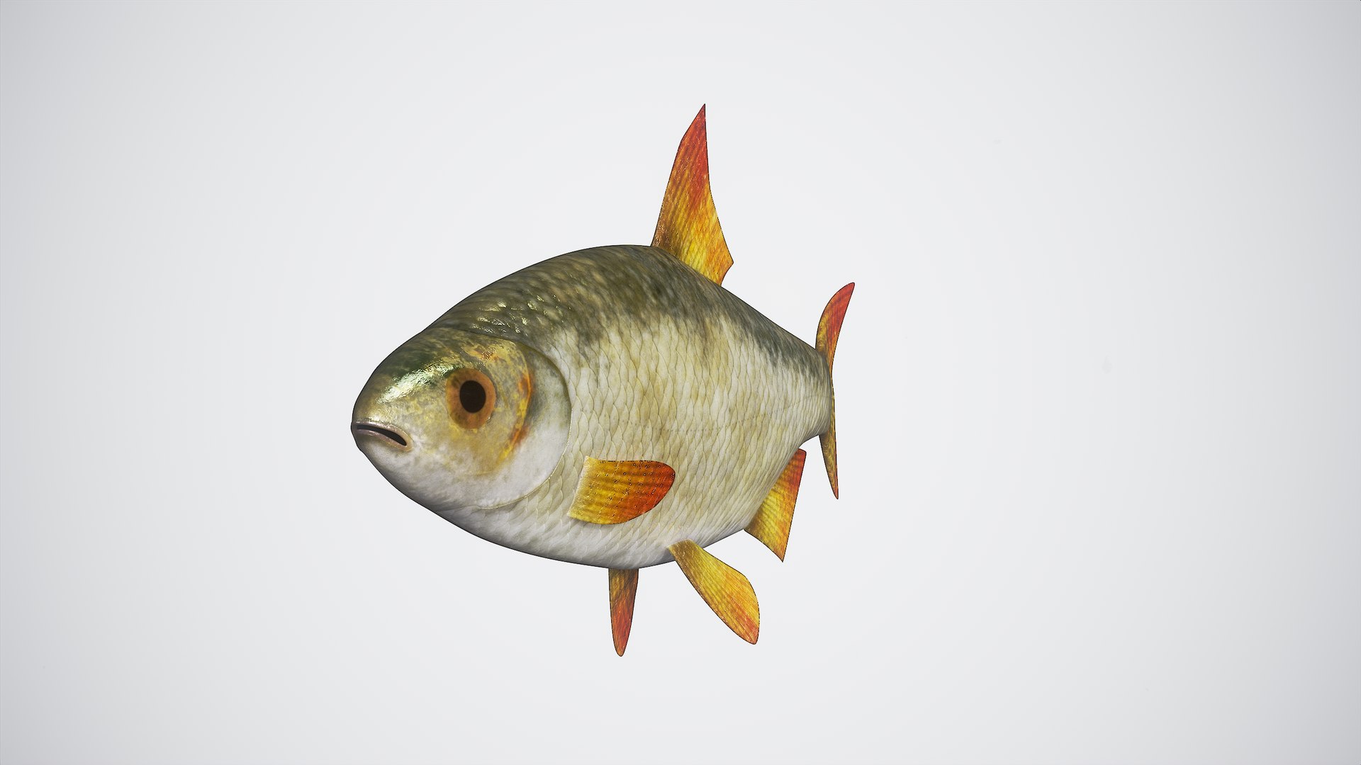 3D Model Fish Rudd PBR - TurboSquid 2088327