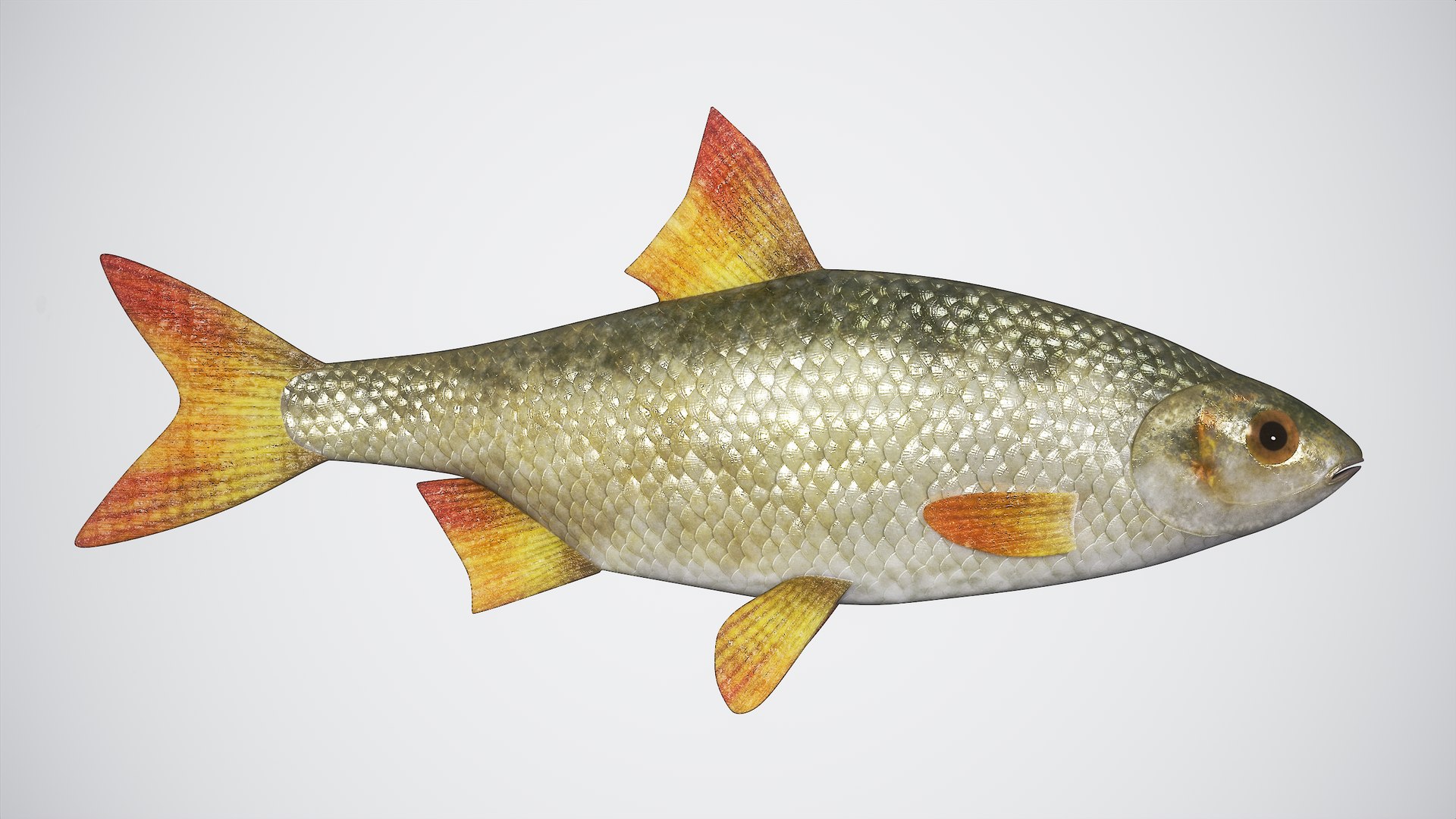 3D Model Fish Rudd PBR - TurboSquid 2088327