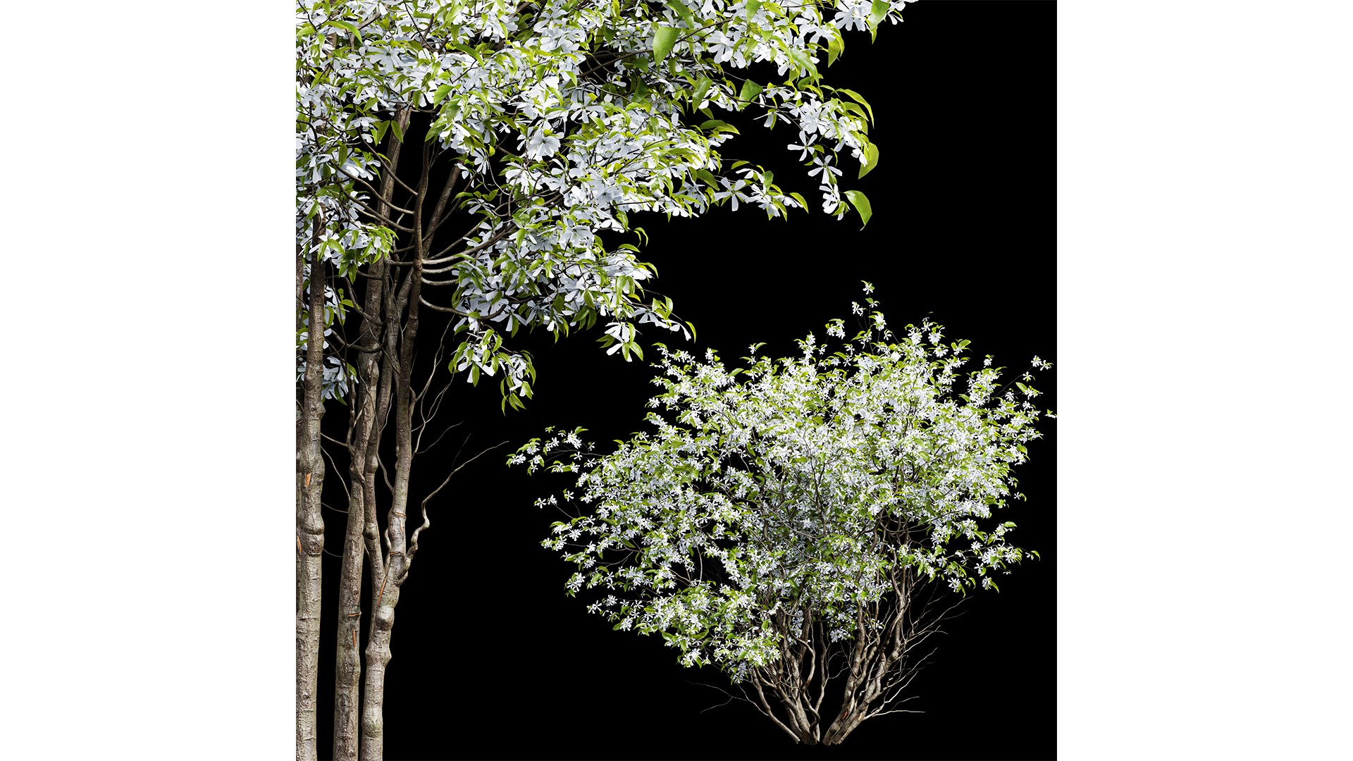 New Tree High Detail Amelanchier Lamarckii Bush 3D Model - TurboSquid ...