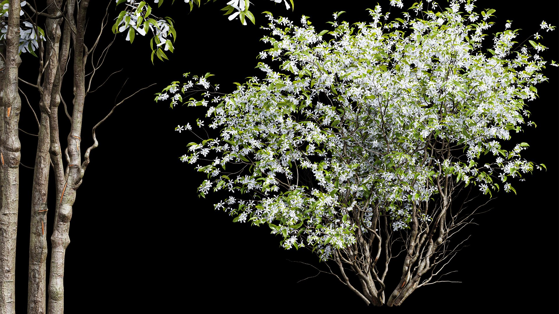 New Tree High Detail Amelanchier Lamarckii Bush 3D Model - TurboSquid ...