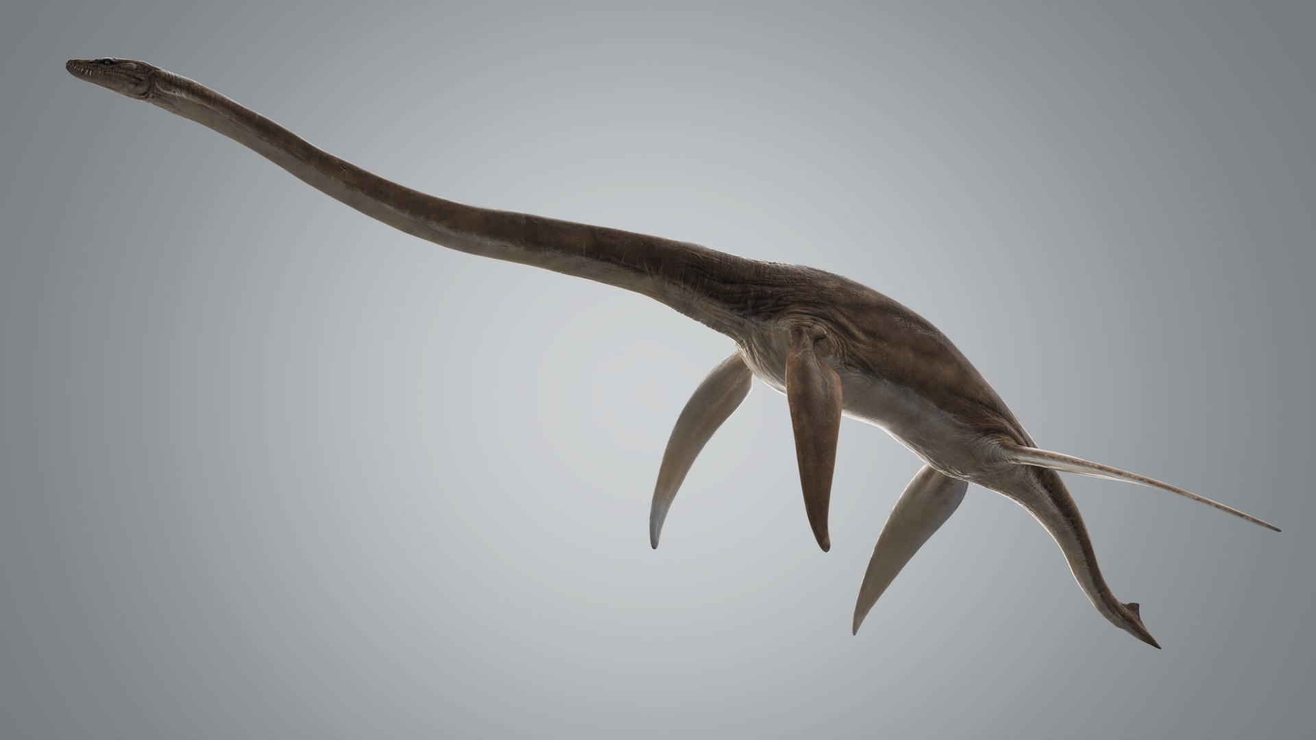 3D Plesiosaur Rigged - TurboSquid 1318063