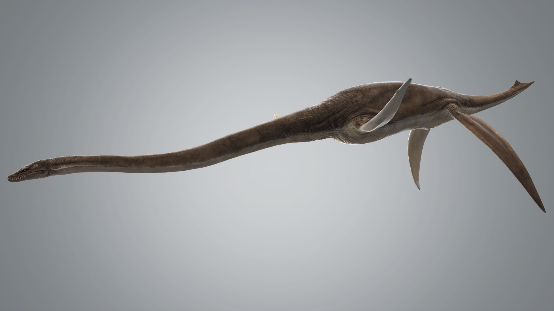 3D Plesiosaur Rigged - TurboSquid 1318063