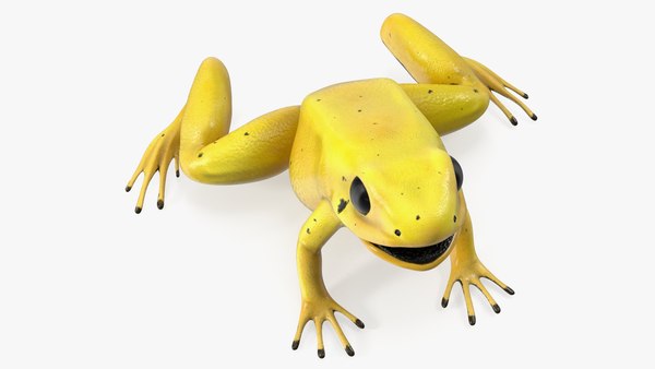 Anatomía De La Rana Dardo Venenoso