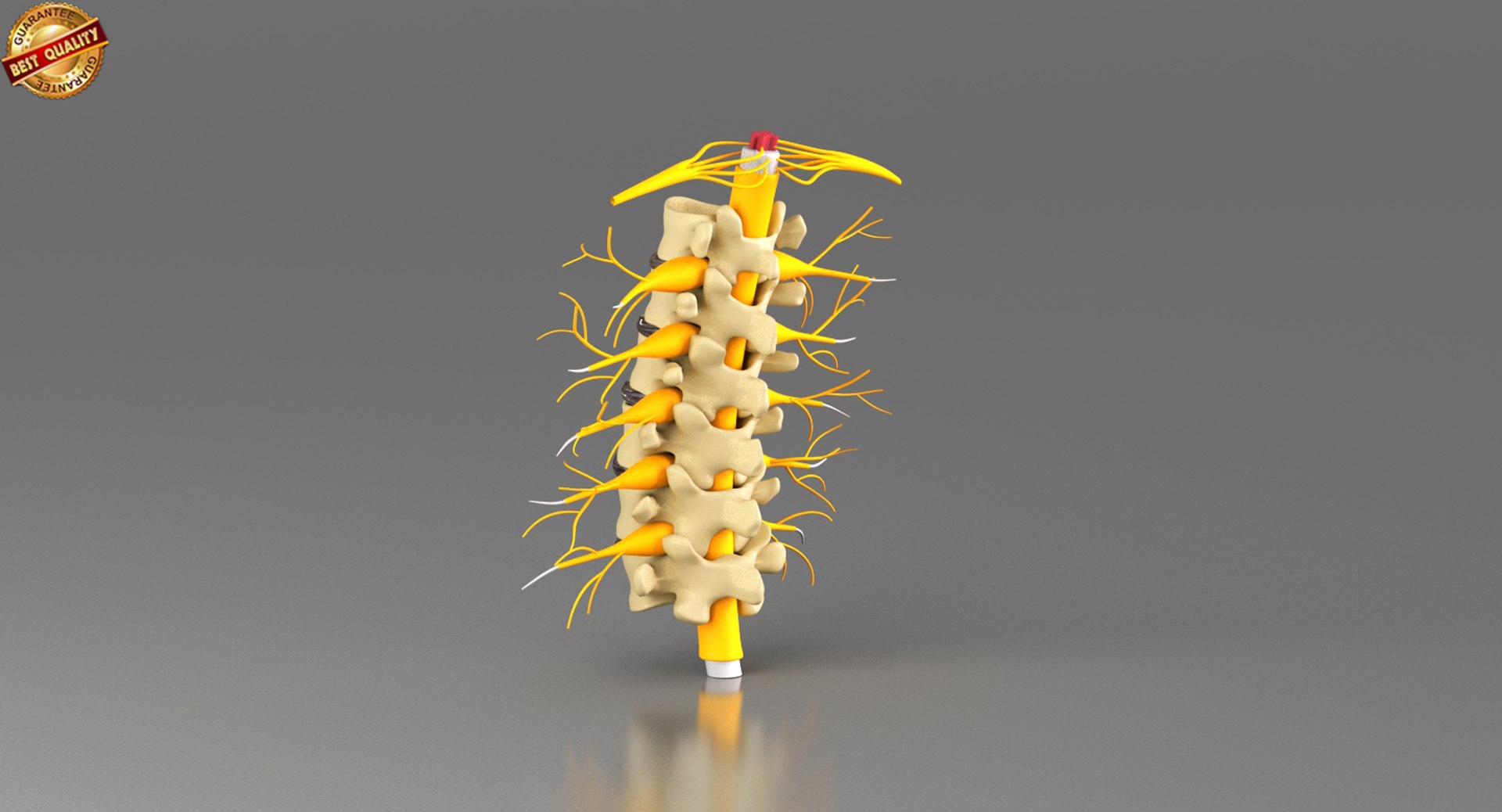 Maya Skeleton Anatomy N