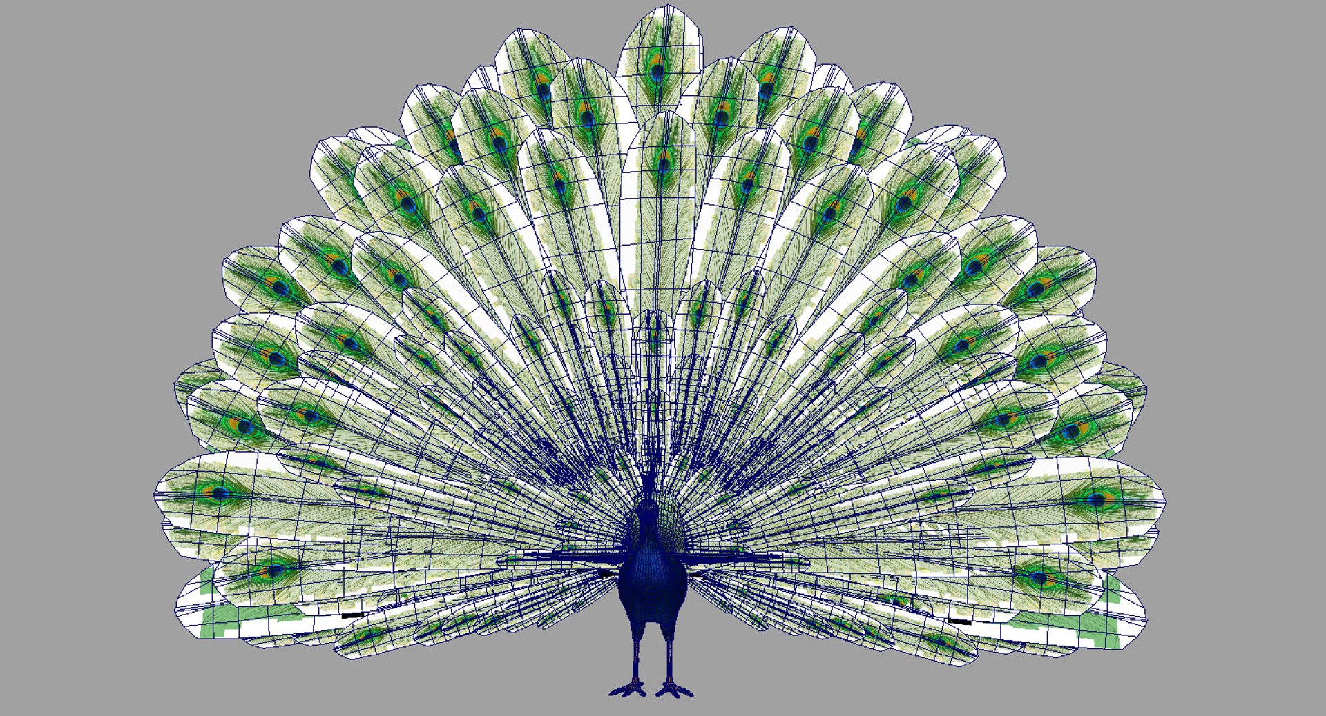 3D Model Peacock - TurboSquid 1542592