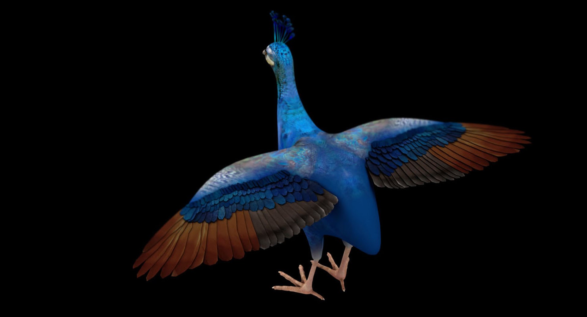 3D Model Peacock - TurboSquid 1542592