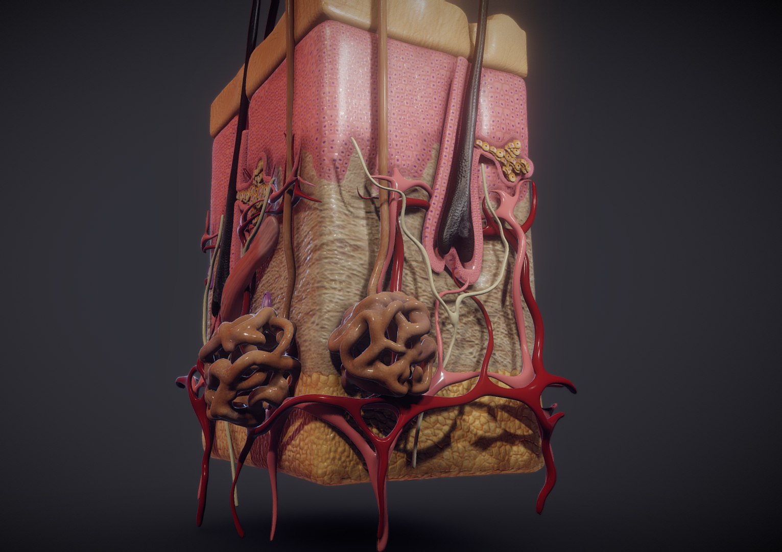 3D Skin Histologically Subcutaneous - TurboSquid 1385959