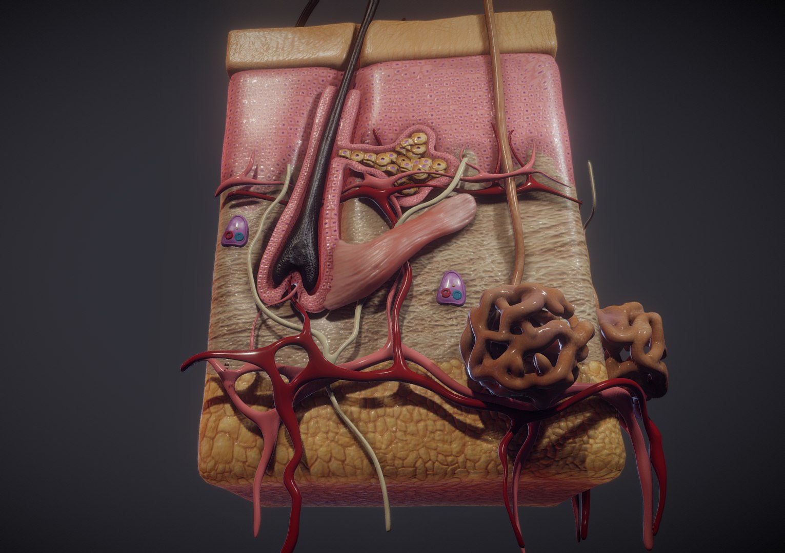 3D Skin Histologically Subcutaneous - TurboSquid 1385959