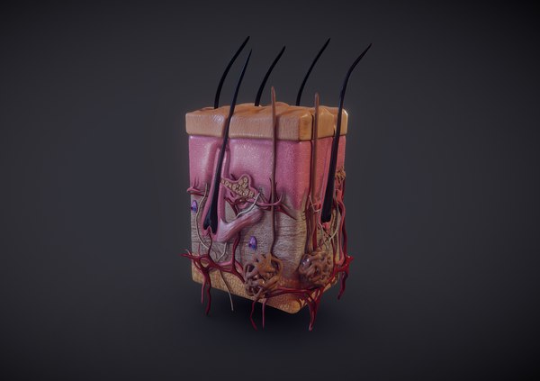 Ovarian cross section 3D - TurboSquid 1342474