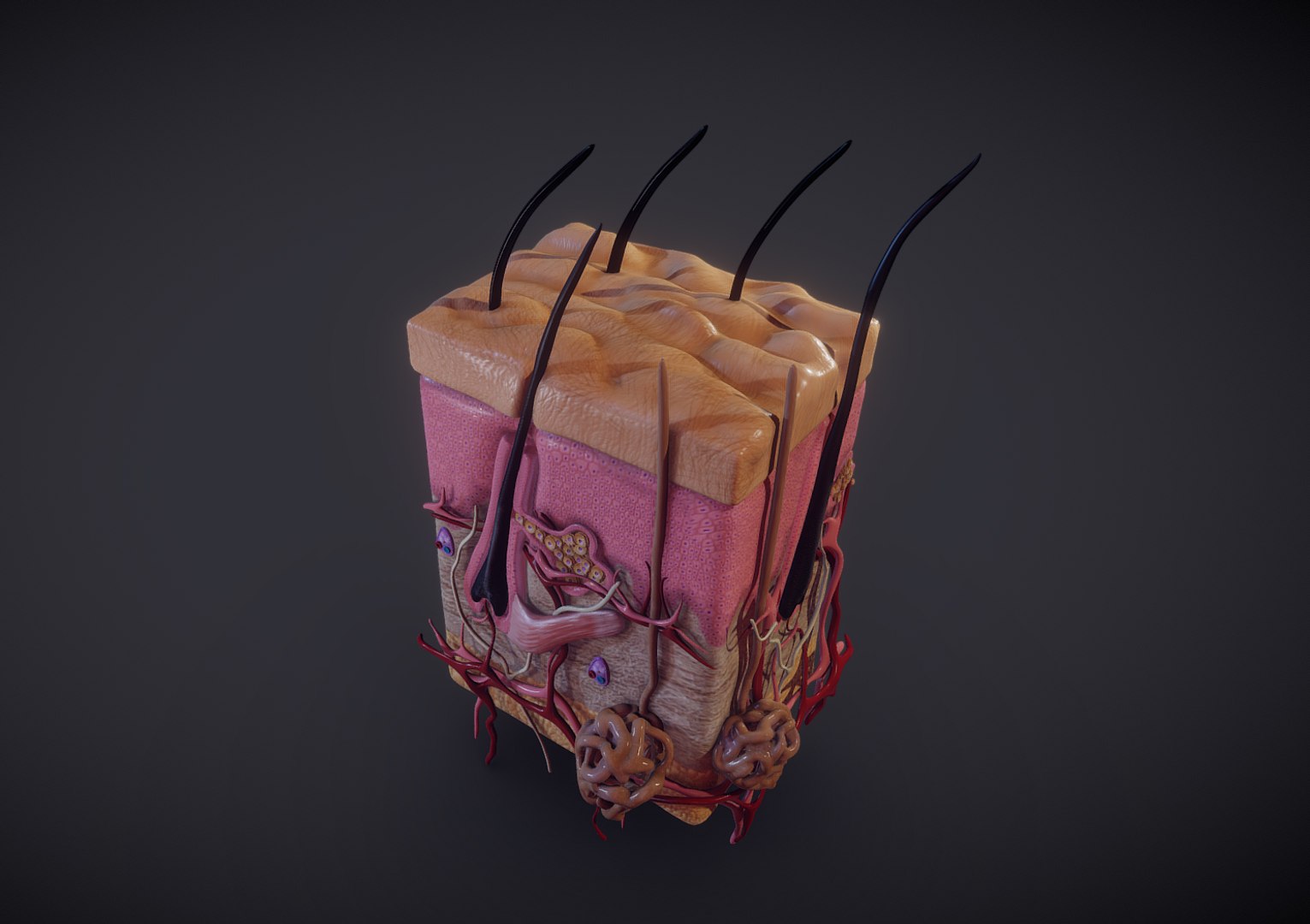 3D Skin Histologically Subcutaneous - TurboSquid 1385959
