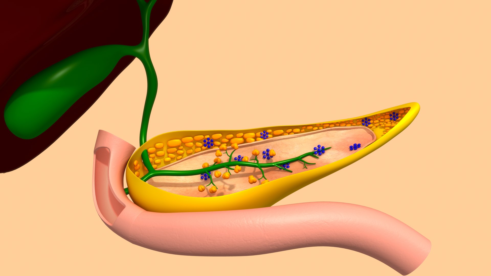 3D Pancreas Cross Section With Liver And Gallbladder - TurboSquid 2184665