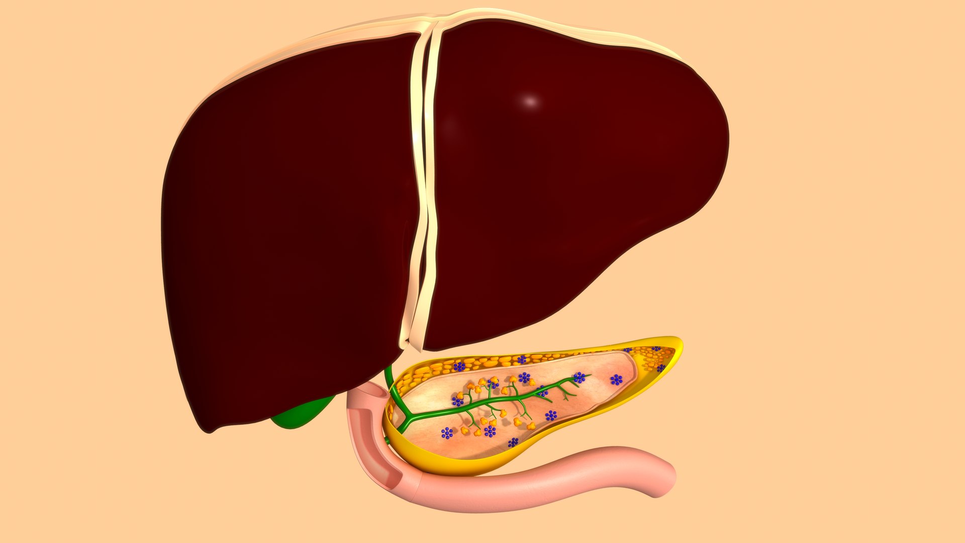 3D Pancreas Cross Section With Liver And Gallbladder - TurboSquid 2184665