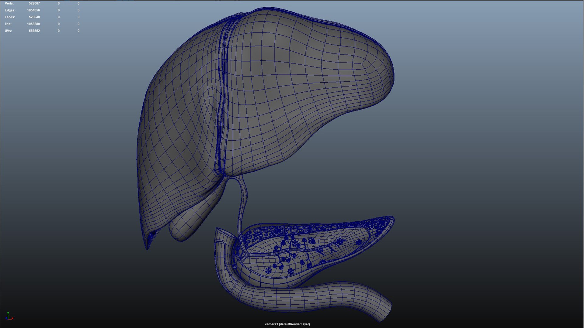 3D Pancreas Cross Section With Liver And Gallbladder - TurboSquid 2184665