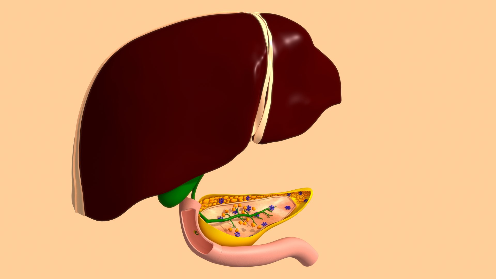 3D Pancreas Cross Section With Liver And Gallbladder - TurboSquid 2184665