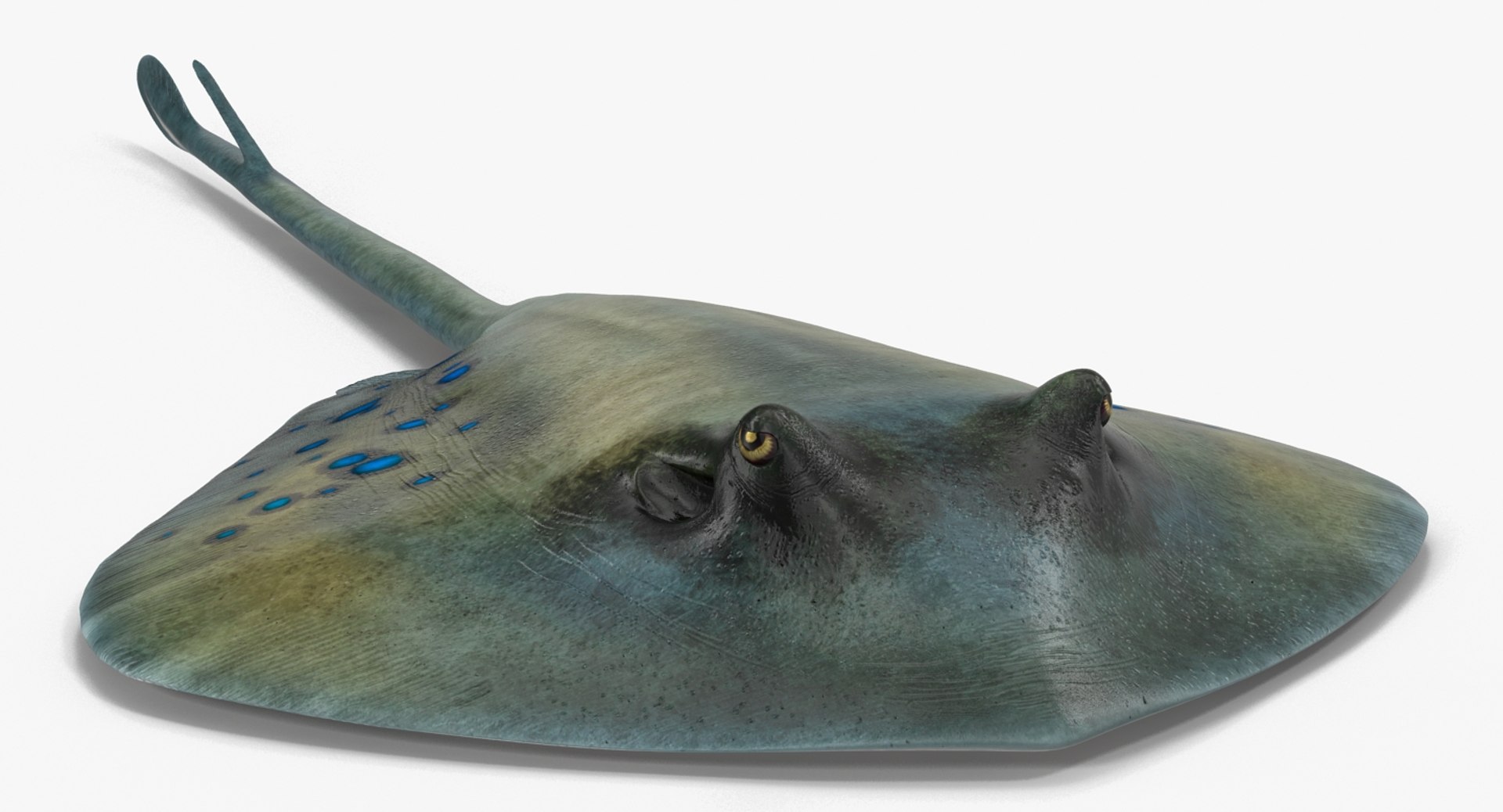 3d model spotted stingray