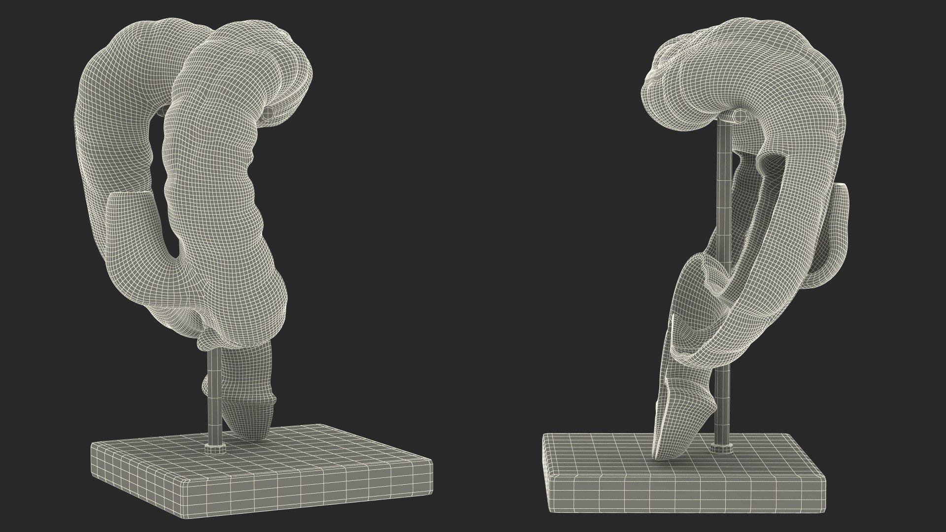 Intestine Medical Model 3D - TurboSquid 2068869