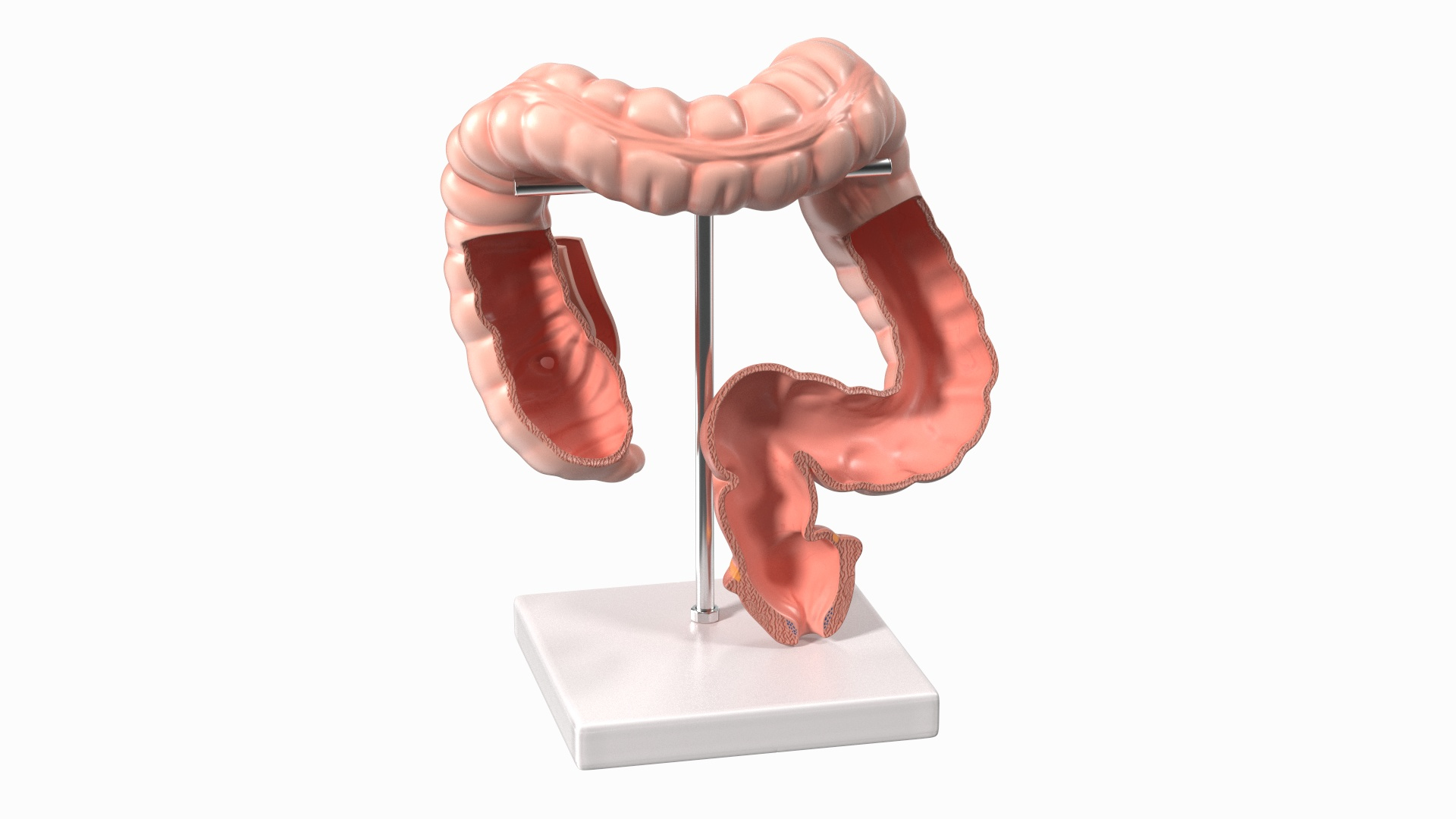 Intestine Medical Model 3D - TurboSquid 2068869
