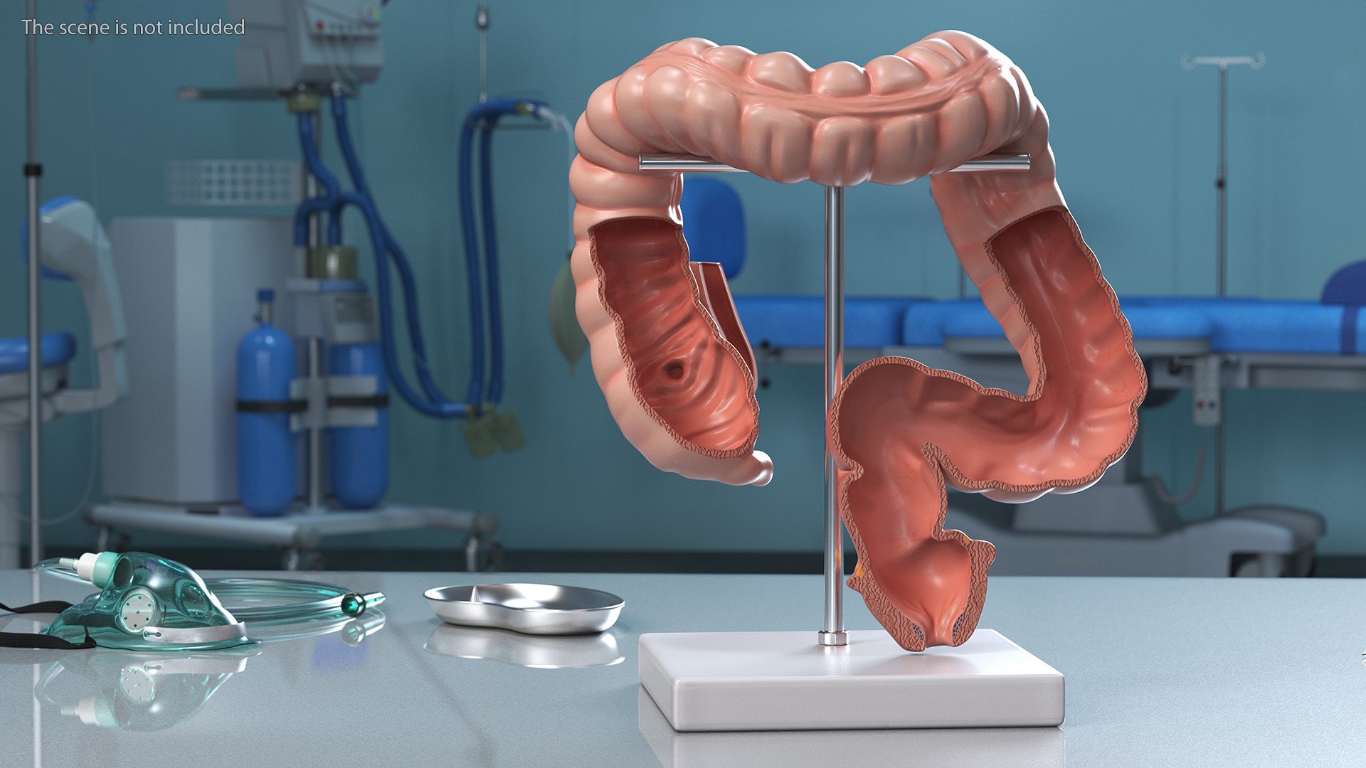 Intestine Medical Model 3D - TurboSquid 2068869