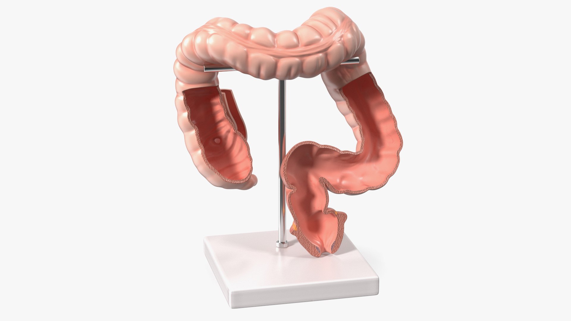 Intestine Medical Model 3D - TurboSquid 2068869