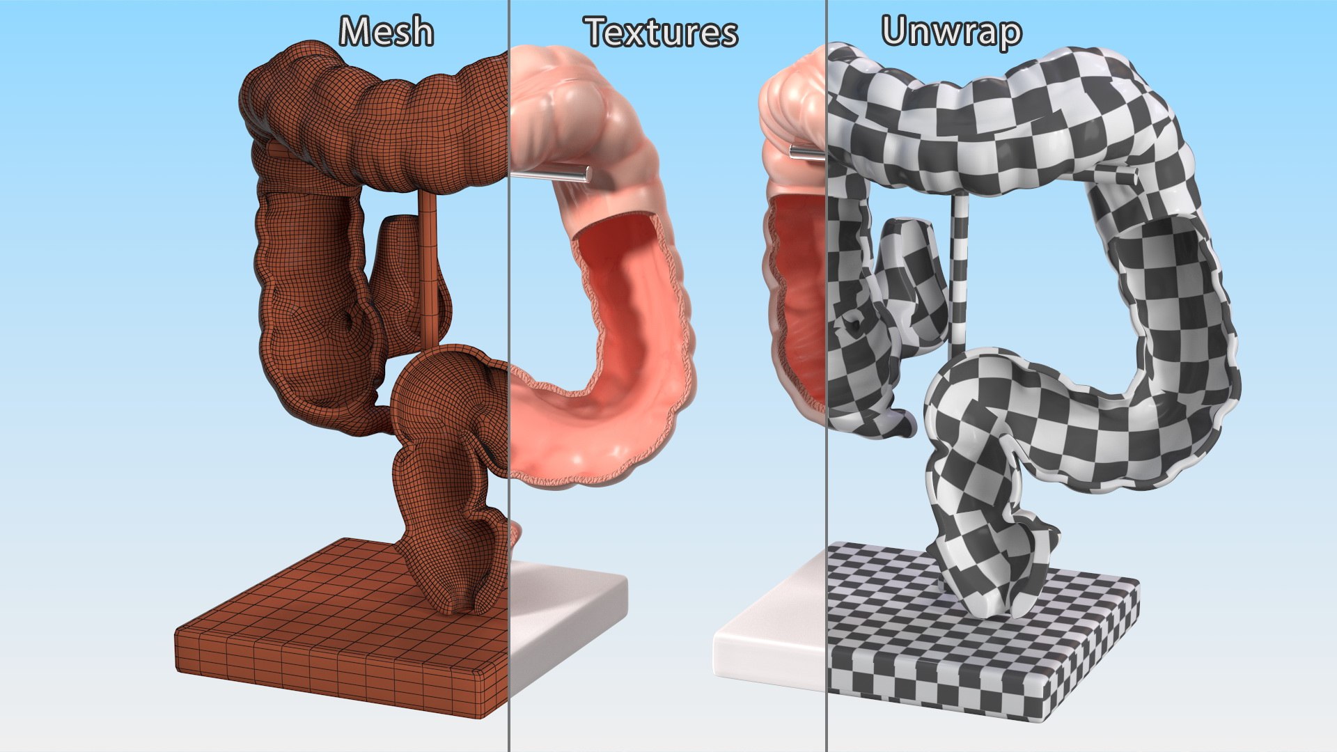 Intestine Medical Model 3D - TurboSquid 2068869