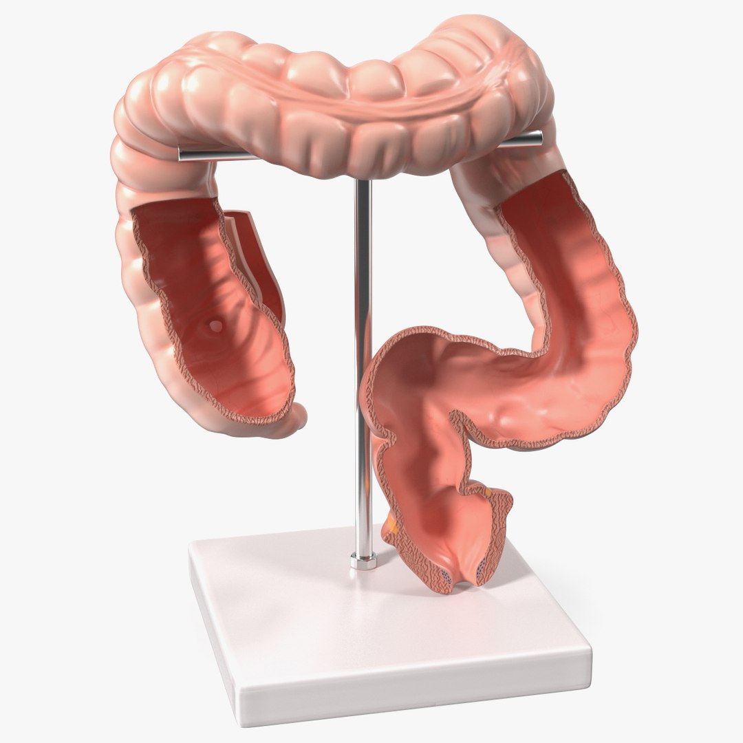 Intestine Medical Model 3D - TurboSquid 2068869