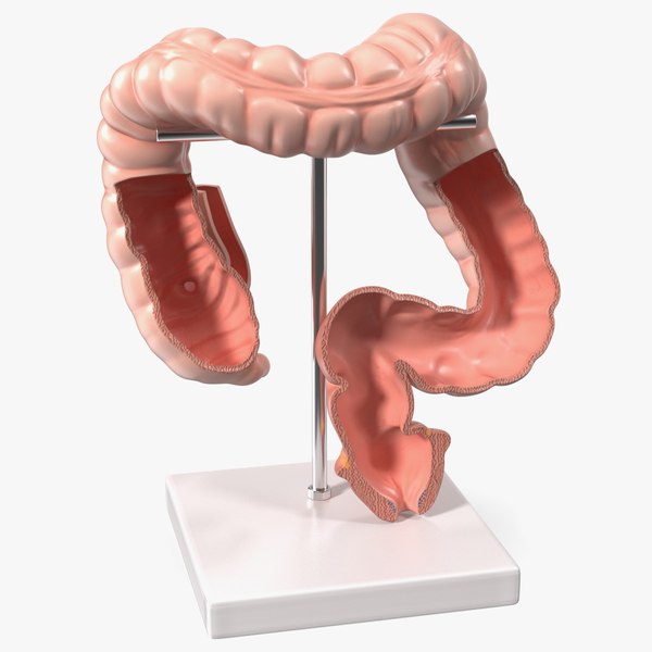 modelo 3d Modelo médico del intestino - TurboSquid 2068869
