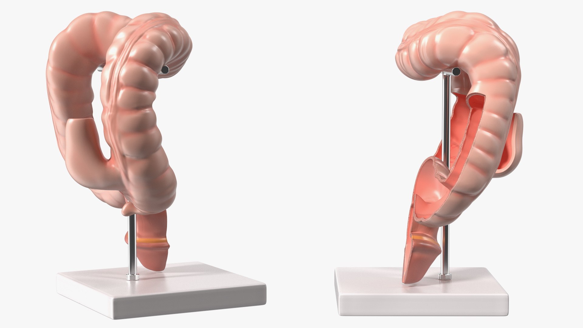 Intestine Medical Model 3D - TurboSquid 2068869