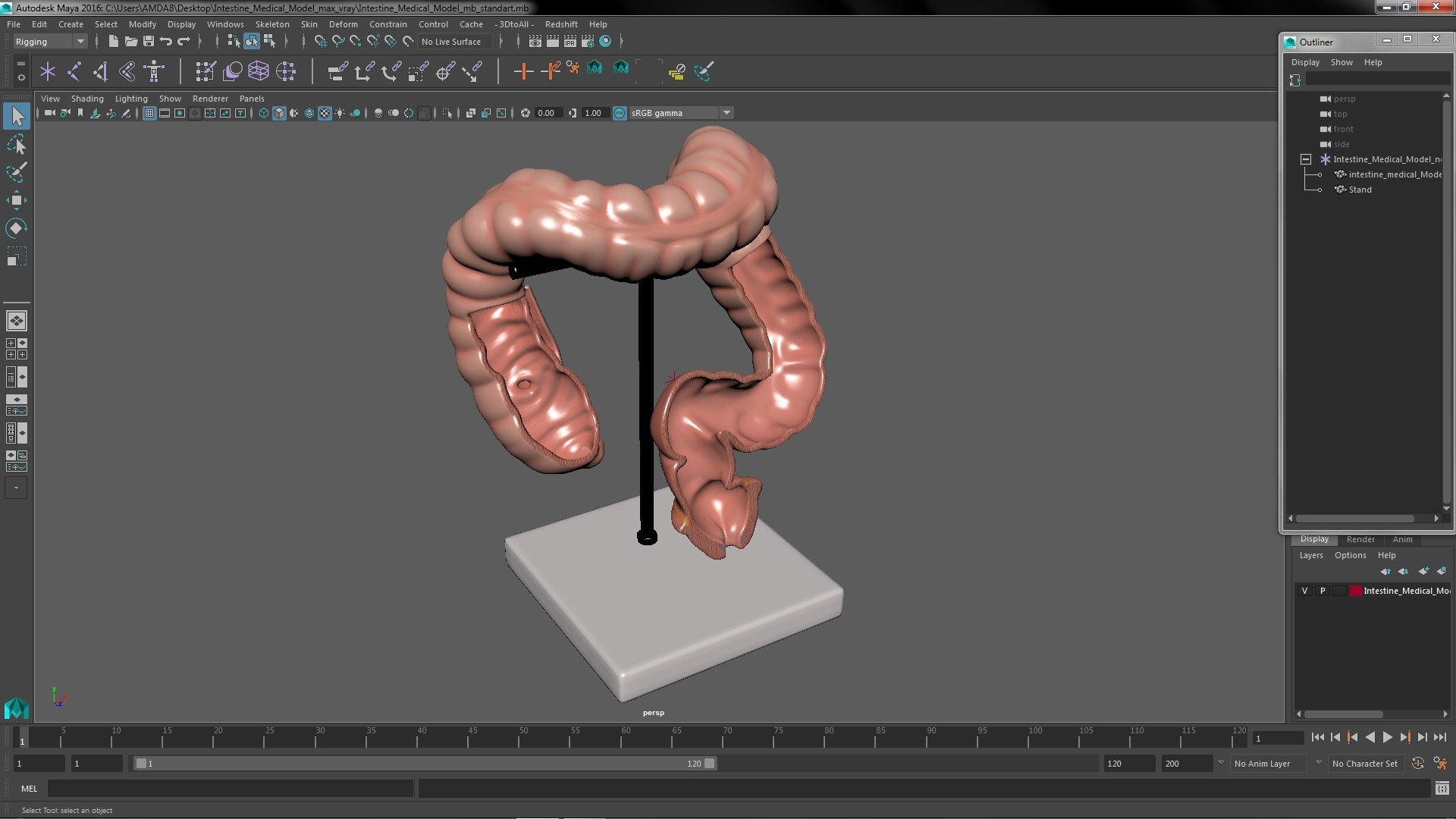 Intestine Medical Model 3D - TurboSquid 2068869