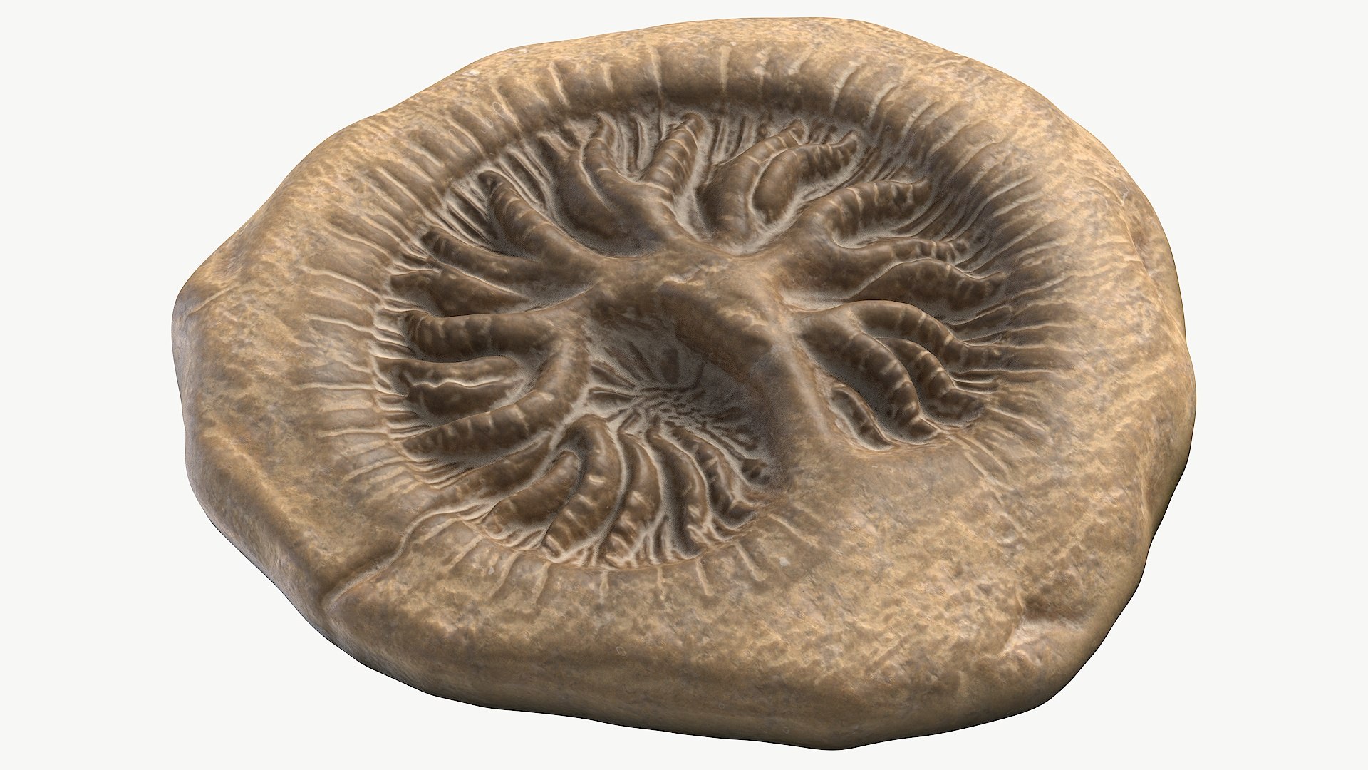 3D Ancient Fossil 2002 Textured - TurboSquid 2299629