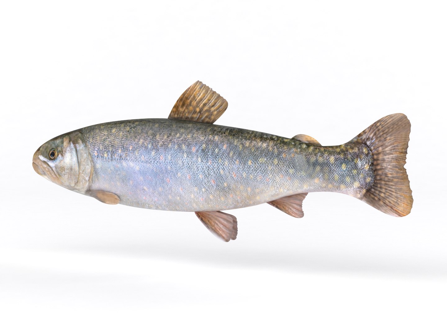 3D Fresh Char Fish - TurboSquid 1637376