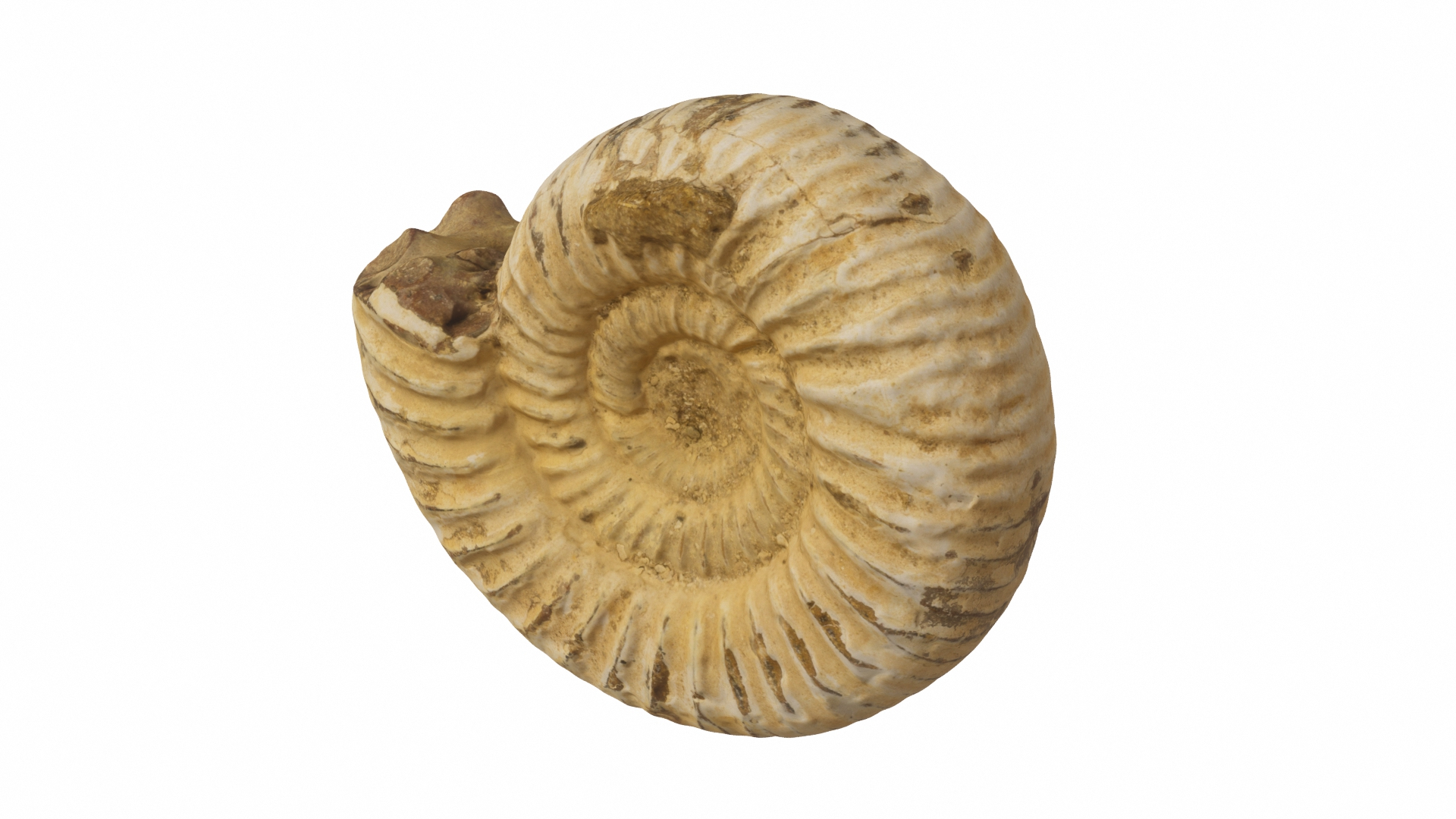 Fossil Model - TurboSquid 1822696