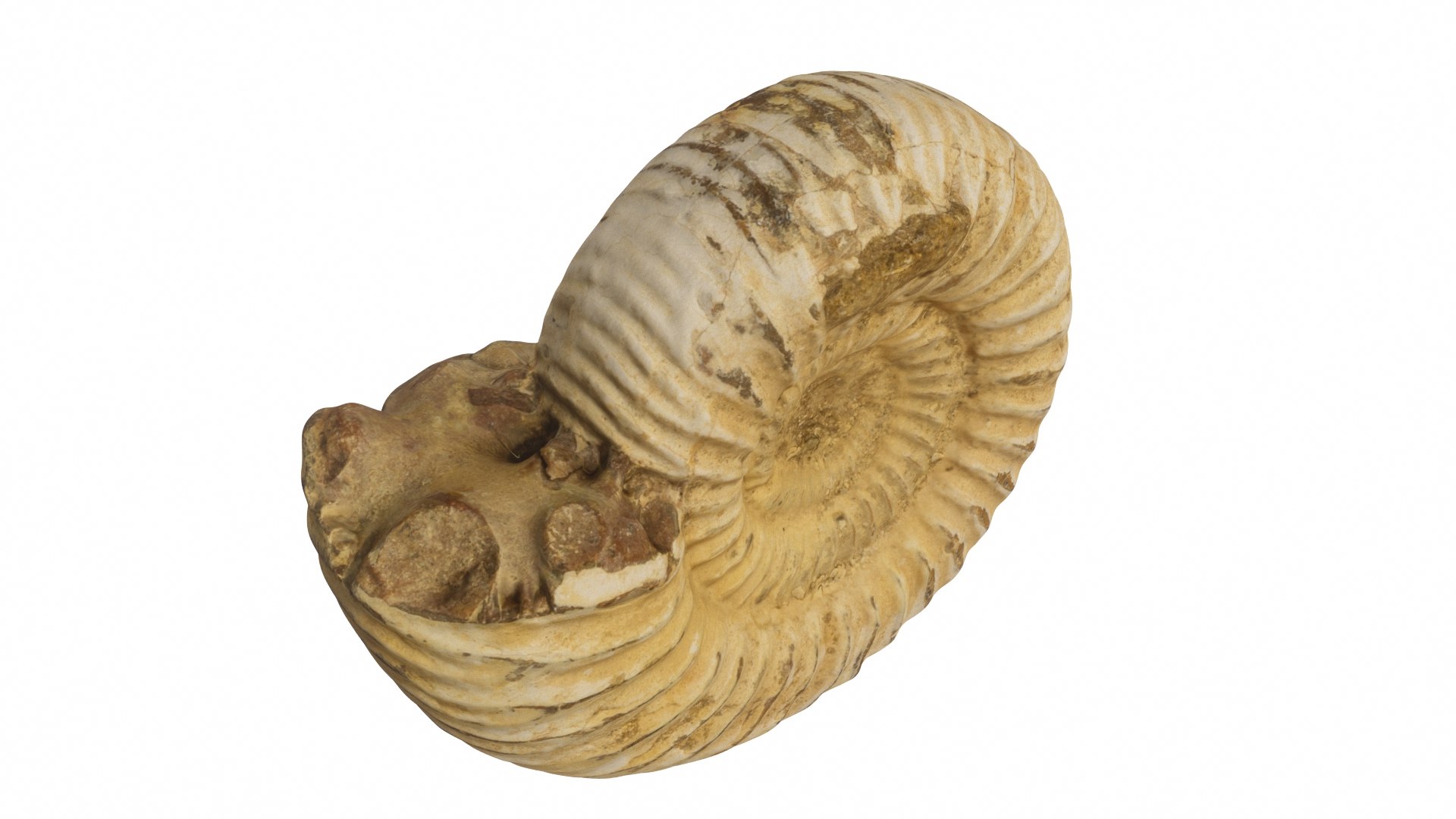 Fossil Model - TurboSquid 1822696