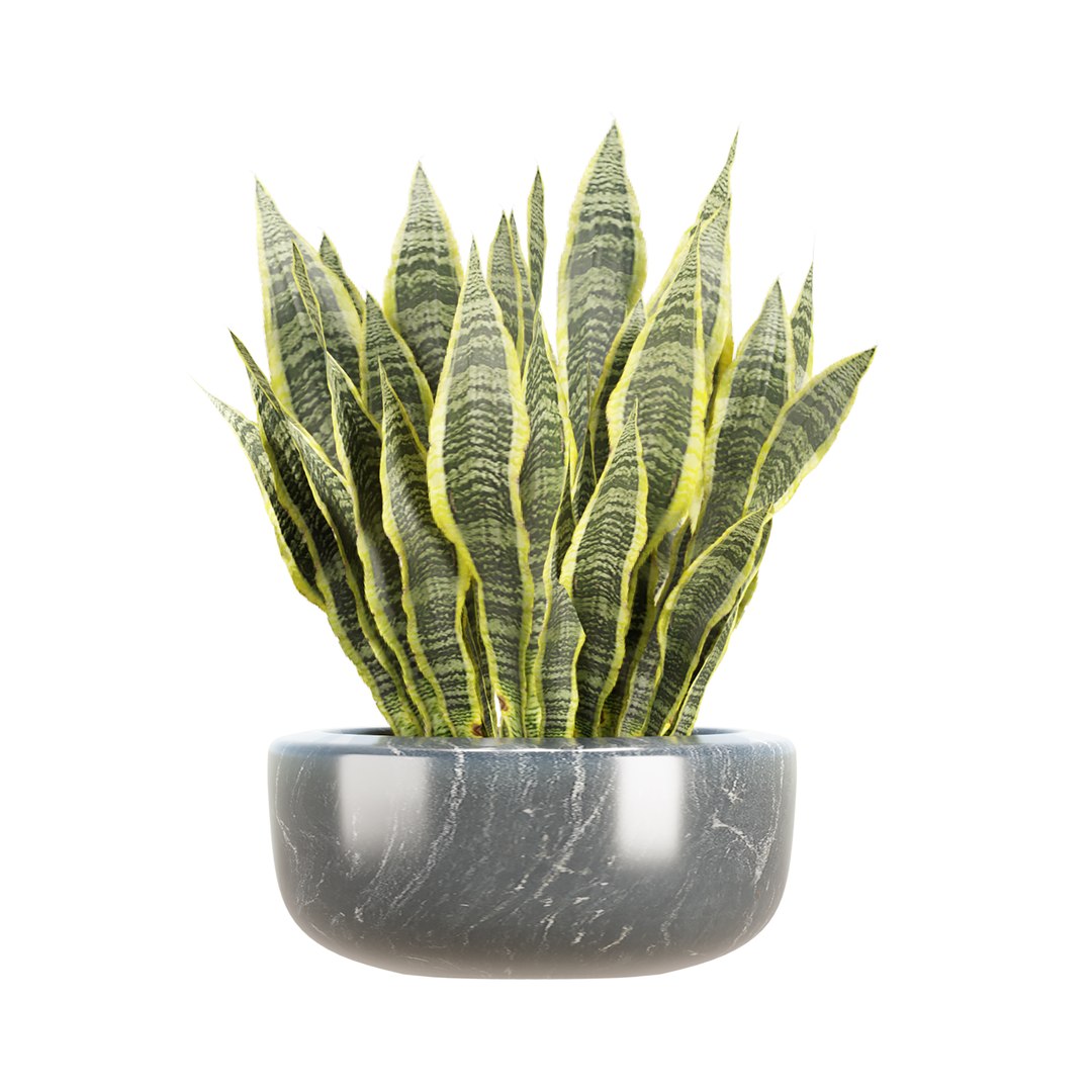 Snake Plants Vol 387 3D Model - TurboSquid 2528224