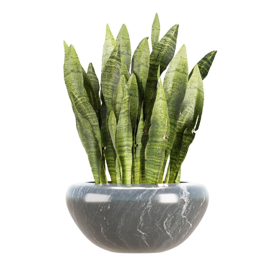 Snake Plants Vol 387 3D Model - TurboSquid 2528224