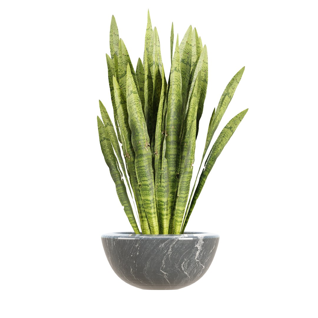 Snake Plants Vol 387 3D Model - TurboSquid 2528224