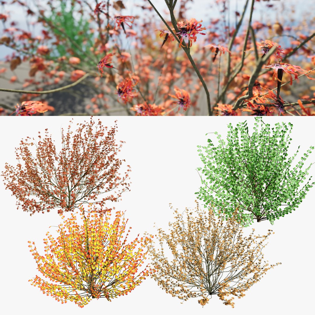 3D Witch Hazel 3d In 4 Seasons - TurboSquid 2170375